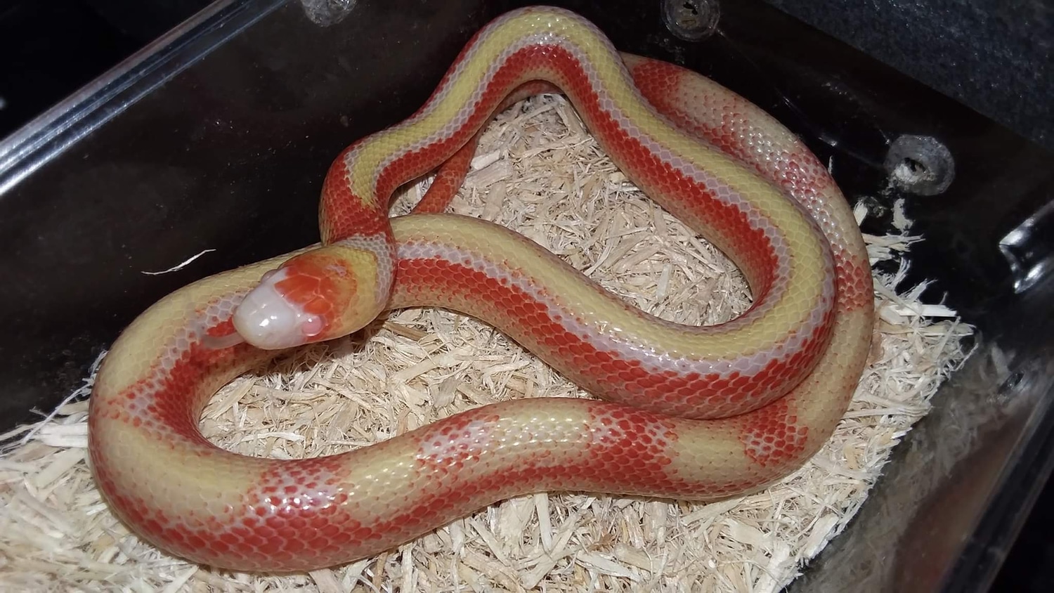 Albino Splotched Nelson's Milk Snake by Fedzen Reptiles - MorphMarket