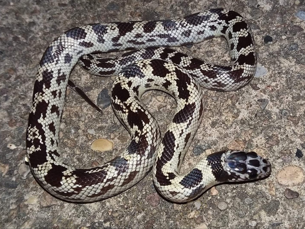 Aberrant Poss Het Ghost California Kingsnake by Fedzen Reptiles ...