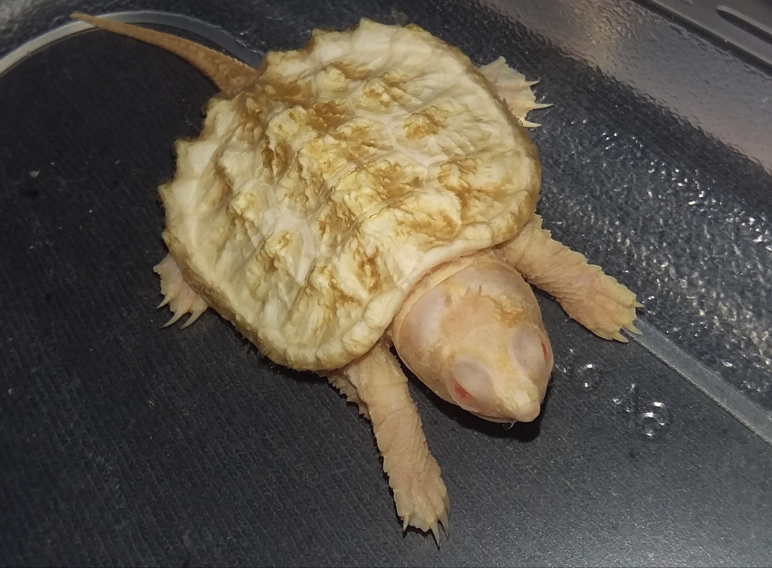 Albino Snapping Turtle by Fedzen Reptiles - MorphMarket