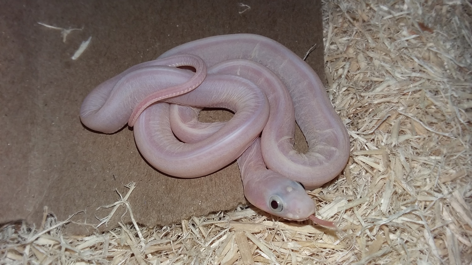 Scaleless Leucistic Western Rat Snake by Fedzen Reptiles - MorphMarket