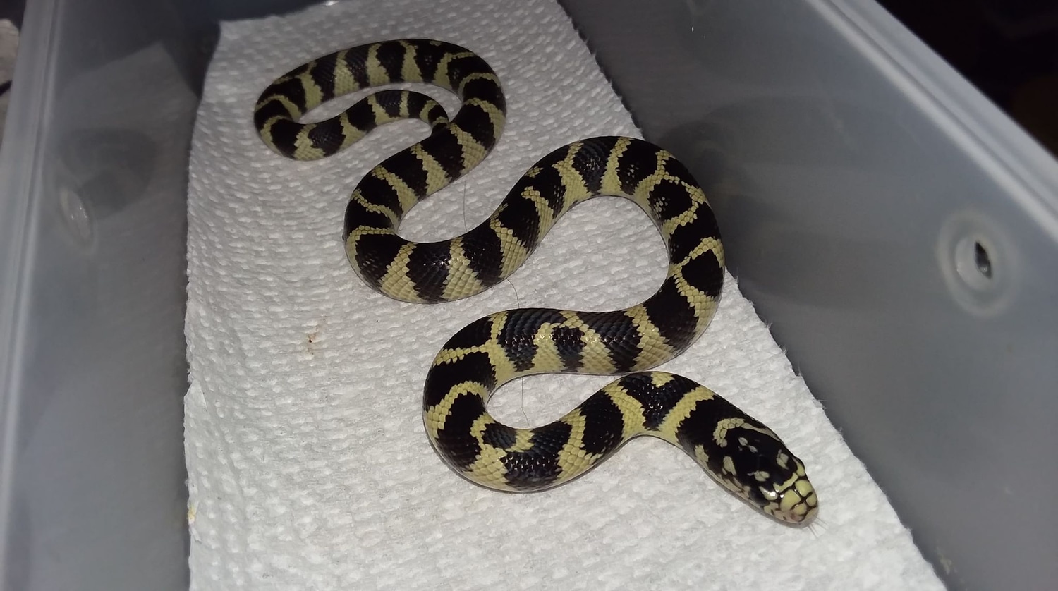 Aberrant Het Ghost California Kingsnake by Fedzen Reptiles - MorphMarket