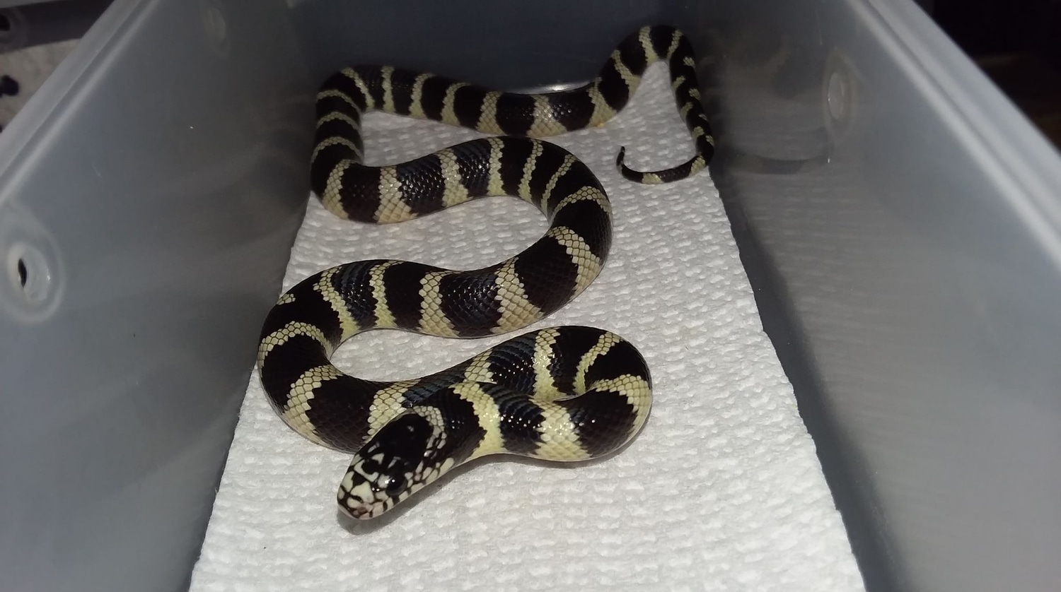 Banded Het Ghost California Kingsnake by Fedzen Reptiles - MorphMarket