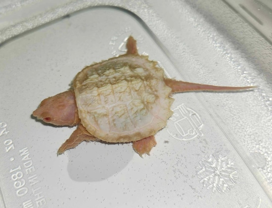 Albino Snapping Turtle by Fedzen Reptiles