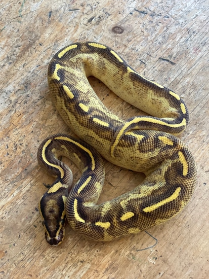 Mardi Gras Het Desert Ghost Ball Python by SerpentSplice