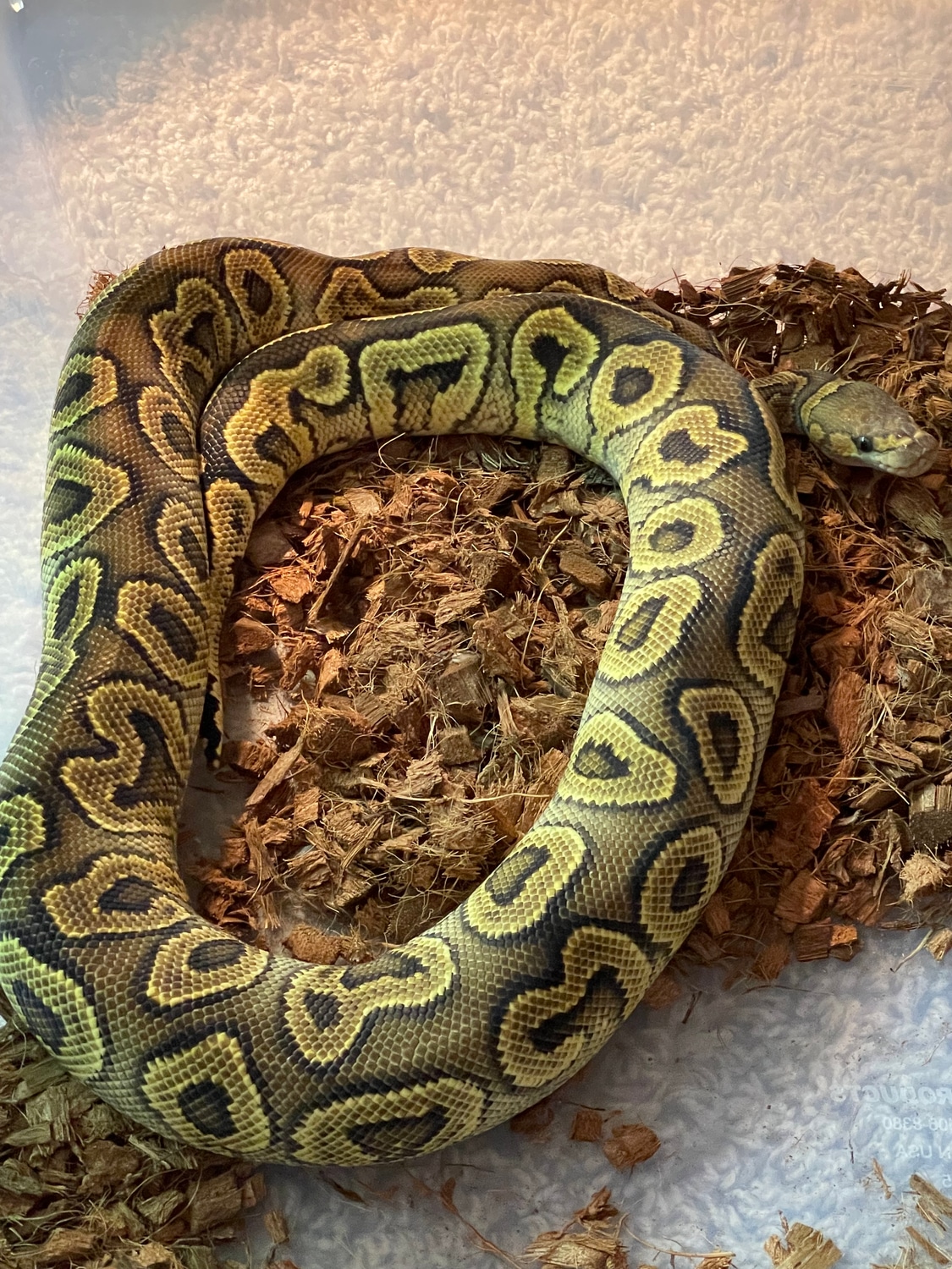 Mahogany GHI Yellowbelly Clown Ball Python by SerpentSplice - MorphMarket