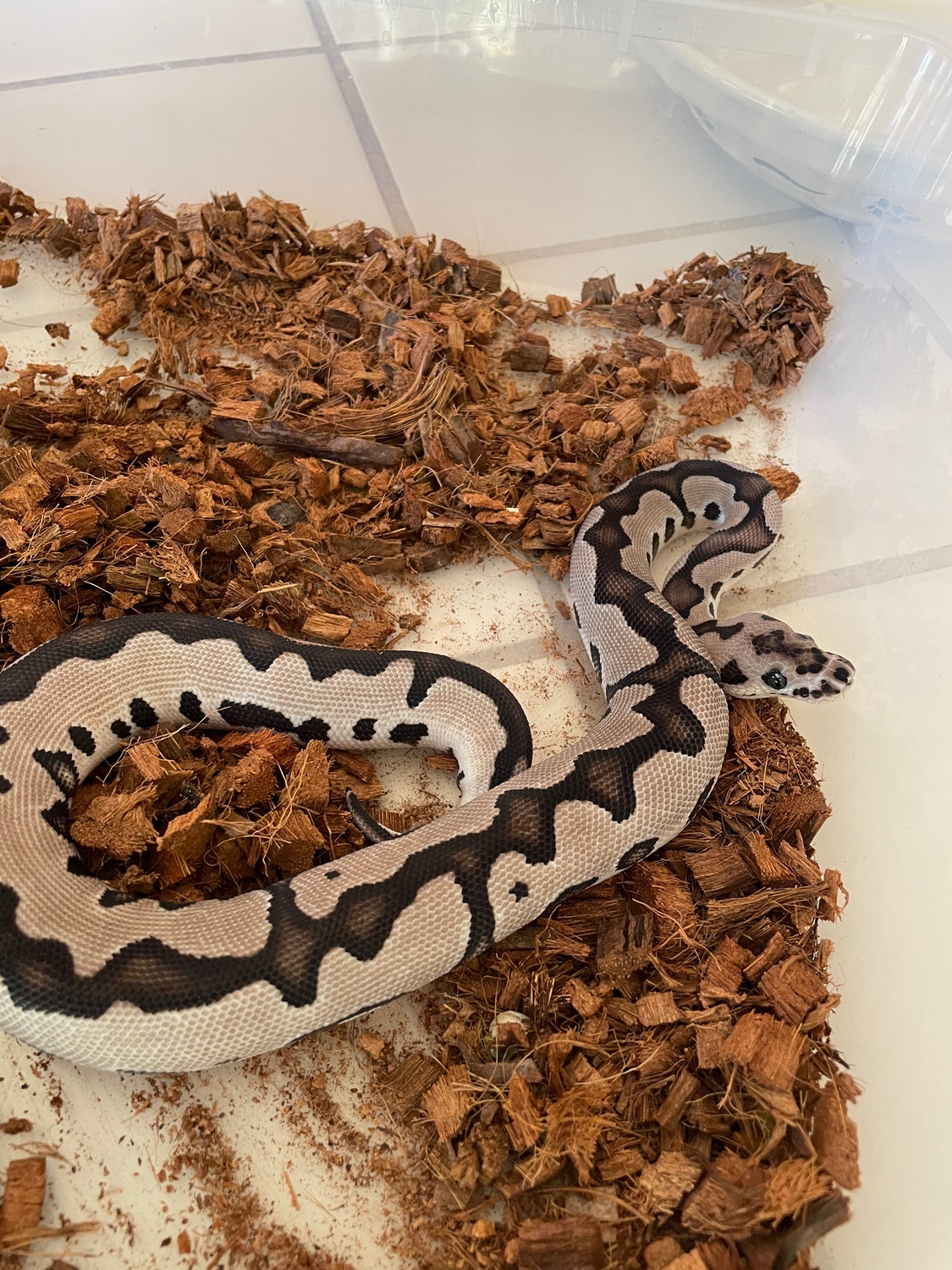 Axanthic(VPI) Leopard Clown Ball Python by SerpentSplice - MorphMarket