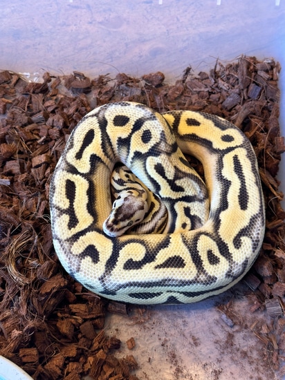 Orange Dream Yellowbelly Pastel Weirdo Puzzle Ball Python by SerpentSplice