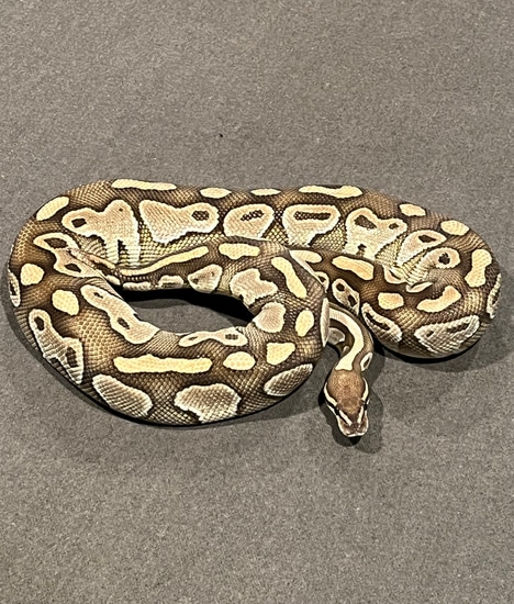 Lesser Het Clown Ball Python by MCI Royals