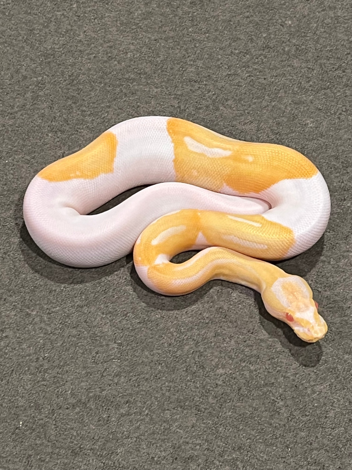 Albino Pied Ball Python by MCI Royals - MorphMarket