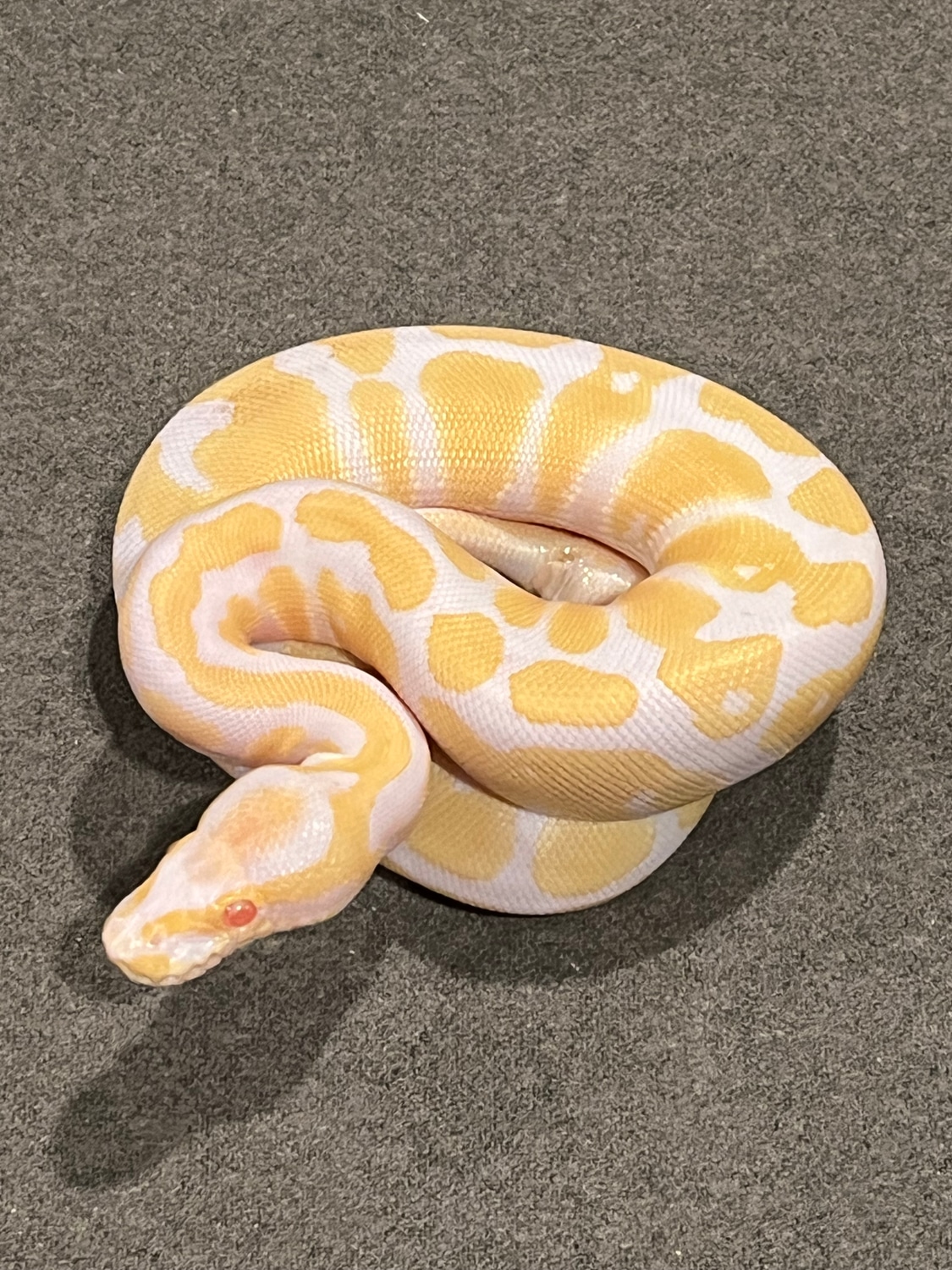Albino Het Pied Ball Python by MCI Royals - MorphMarket