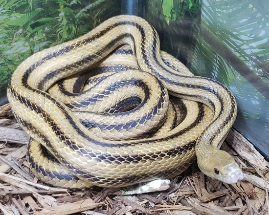 Adult Volusia Co FL Yellow Ratsnake Eastern Rat Snake by Coastal Colubrids