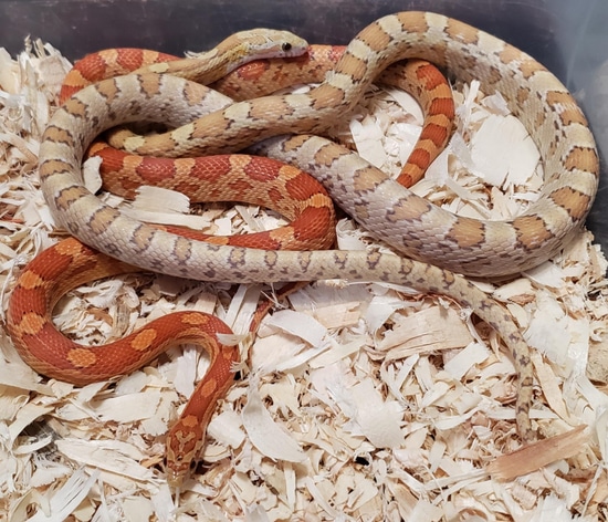 Topaz And Het Topaz Pair Corn Snake by Coastal Colubrids