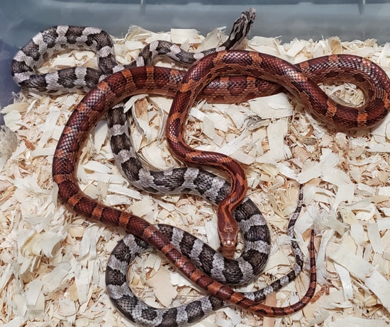 Red Factor Pair Corn Snake by Coastal Colubrids