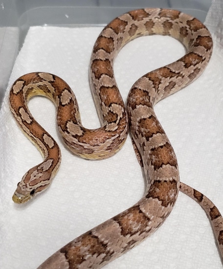 Red Factor Anery From VMS Corn Snake by Coastal Colubrids