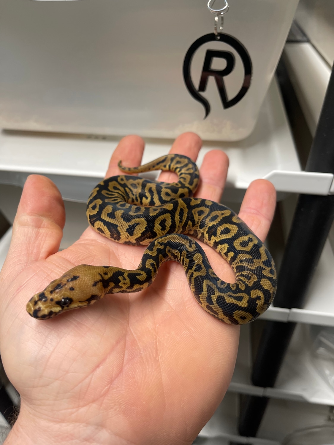Spotnose Confusion Clown Ball Python by Rattlesneks - MorphMarket