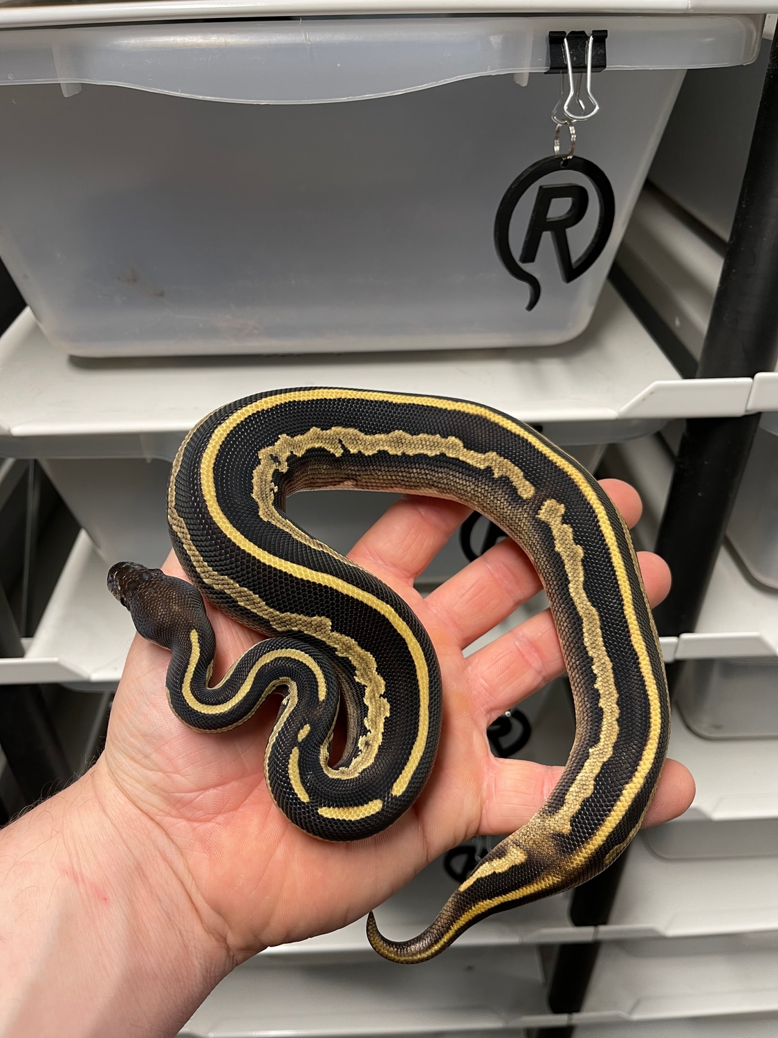 Blackhead Leopard Mojave 50% Het Clown Ball Python by Rattlesneks ...
