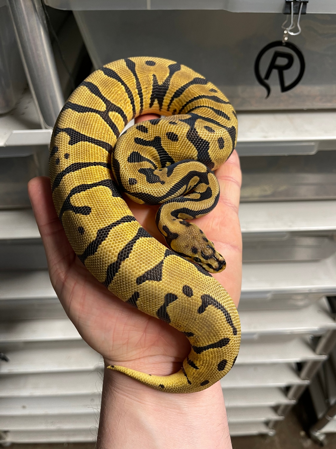 Confusion Spotnose Leopard Enchi 50% Het Clown Ball Python by ...