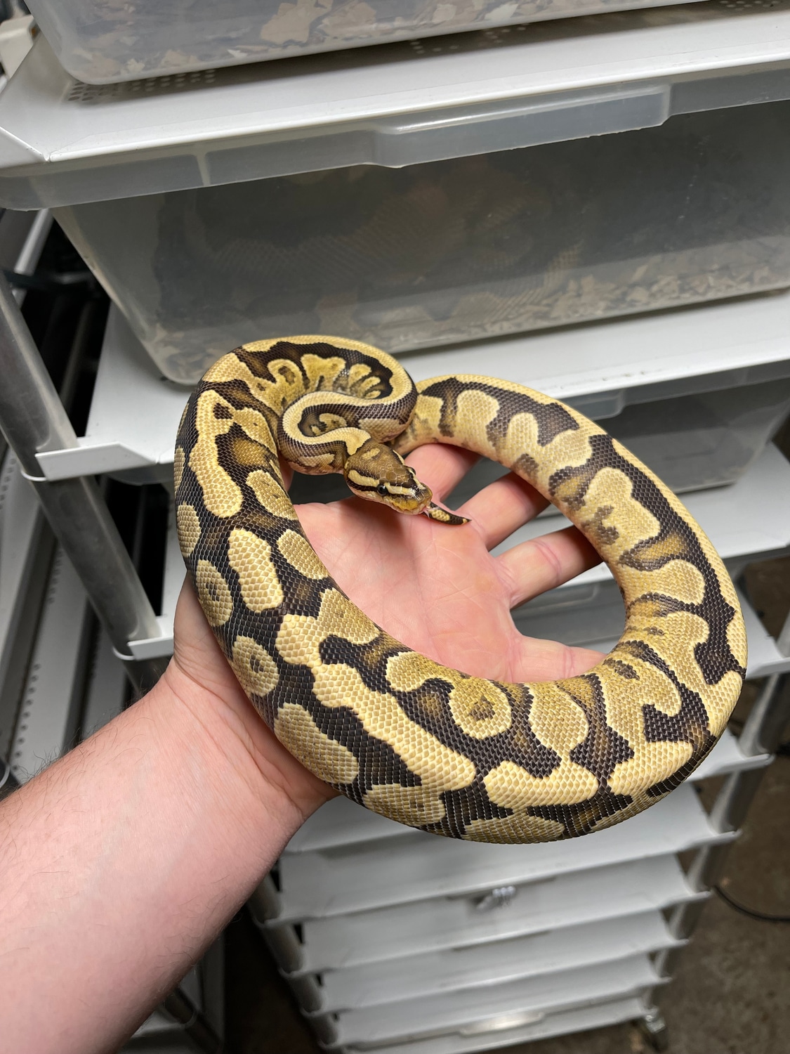 Yellowbelly Fire Het Puzzle 50% Het Clown Ball Python by M Lewis ...