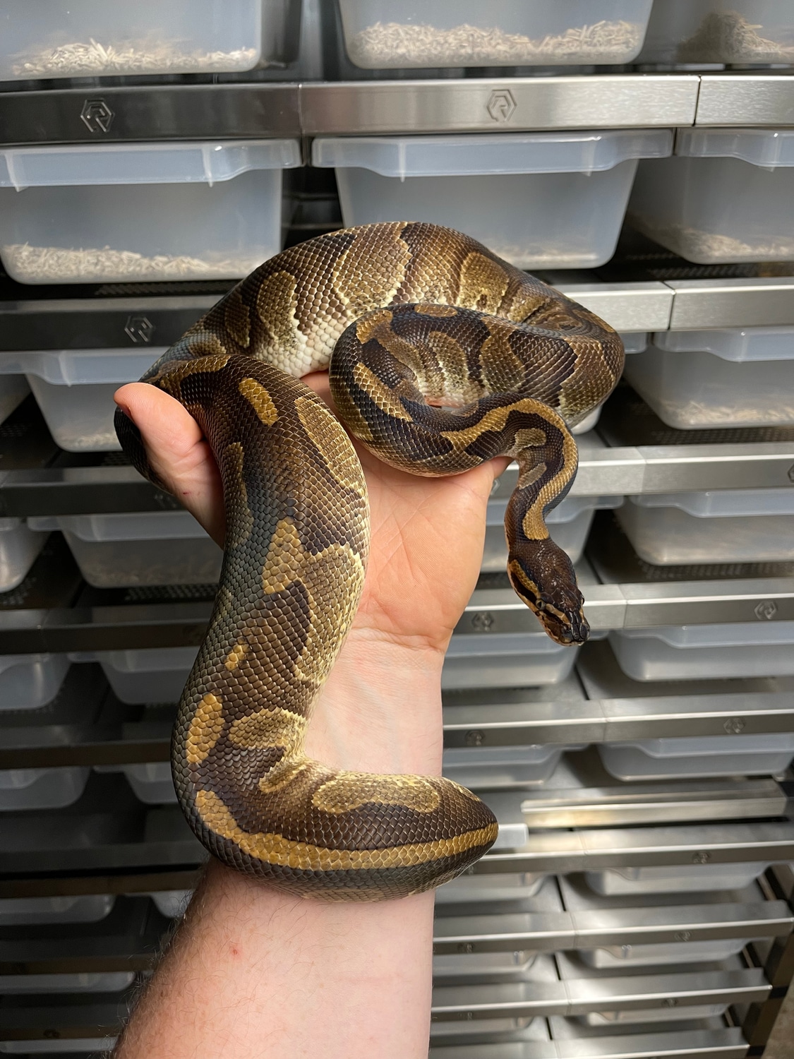 Blackhead Enchi Het Clown Ball Python by M Lewis Reptiles - MorphMarket