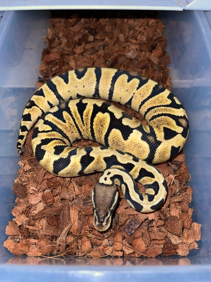 Pastel Zebra Het Hypo Ball Python by M Lewis Reptiles