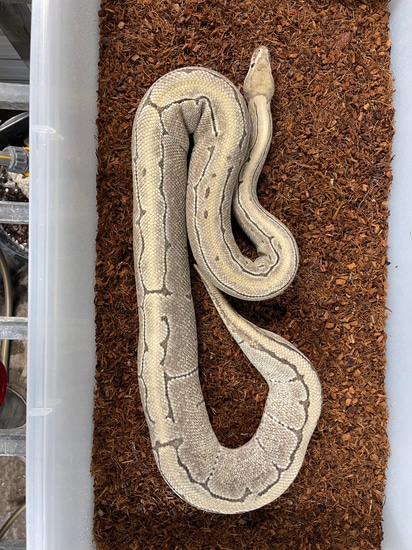 Desert Ghost Pinstripe Ball Python by M Lewis Reptiles