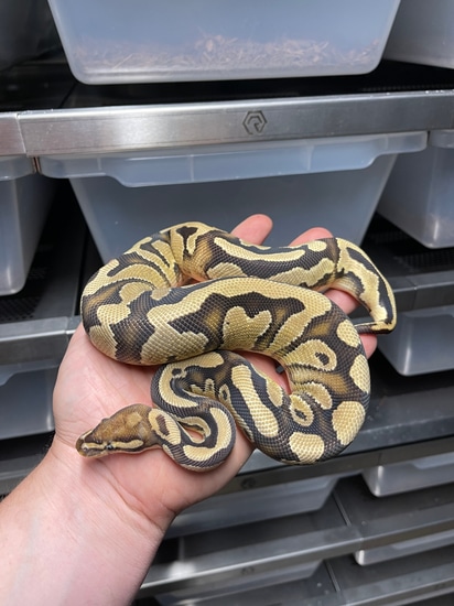Fire Yellowbelly Dbl Het Clown Pied 66% Het Desert Ghost Ball Python by ...