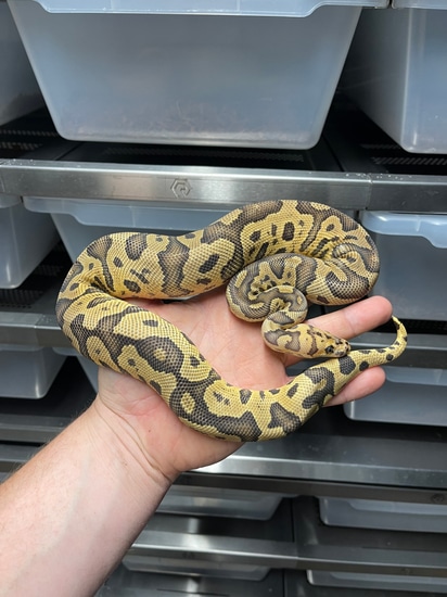 Fire Leopard Confusion Clown Ball Python by M Lewis Reptiles