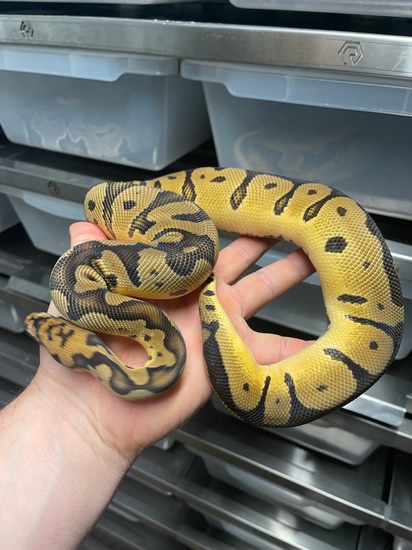 Orange Dream Confusion Clown Ball Python by M Lewis Reptiles