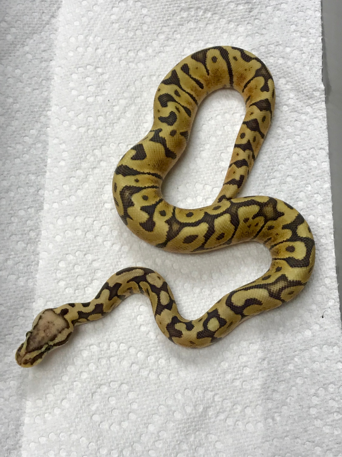 Pastel Woma Orange Ghost Ball Python by Mountain State Feeder Breeders ...