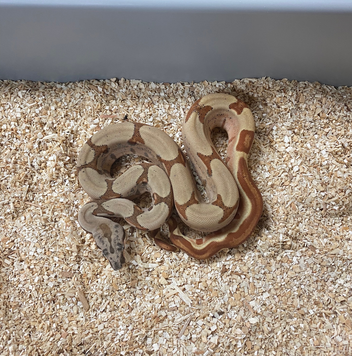 Hypo Jungle Het. Albino & Anery Boa Constrictor by Mountain State ...