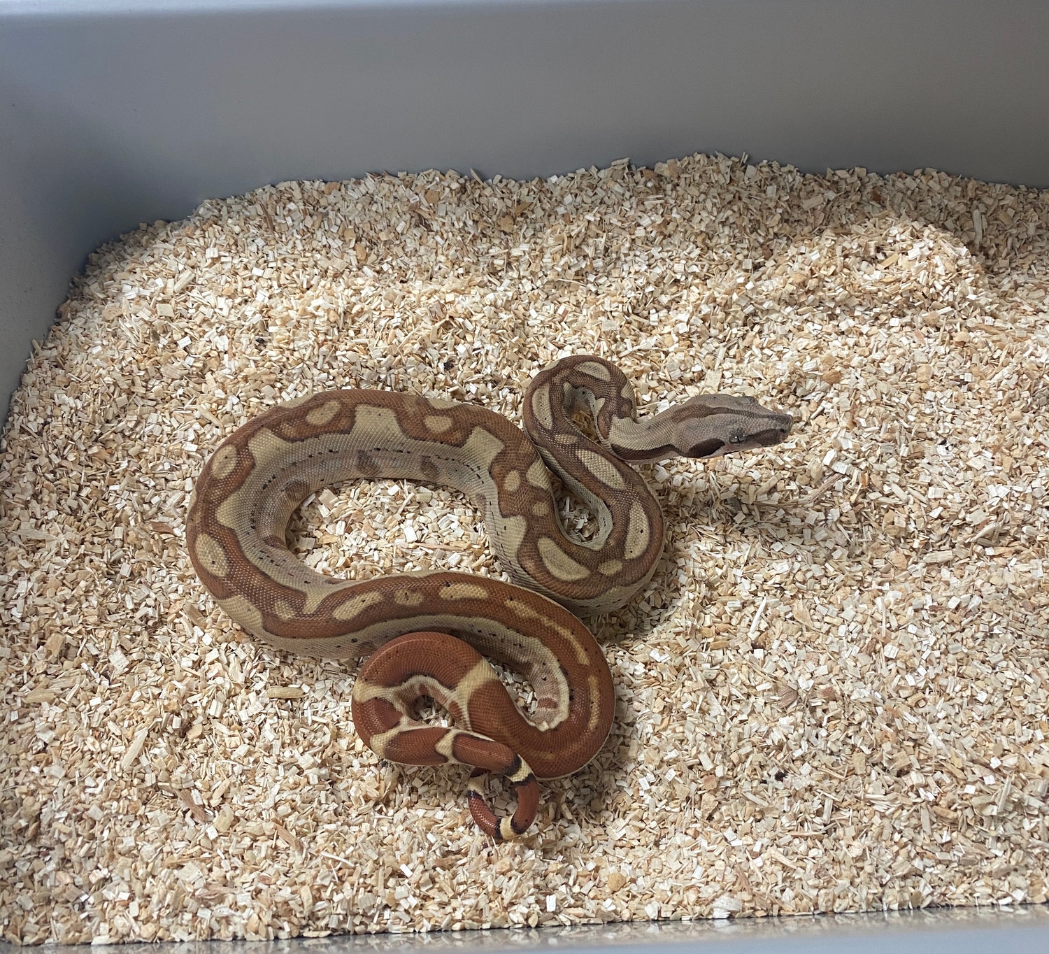 Hypo Jungle Het. Albino Boa Constrictor by Mountain State Feeder ...