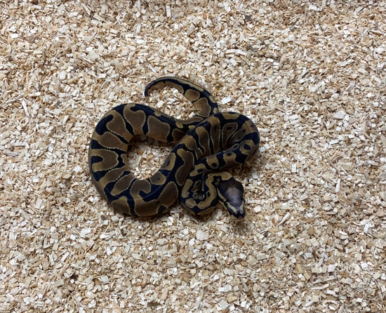 Scaleless Head Ball Python by Mountain State Feeder Breeders