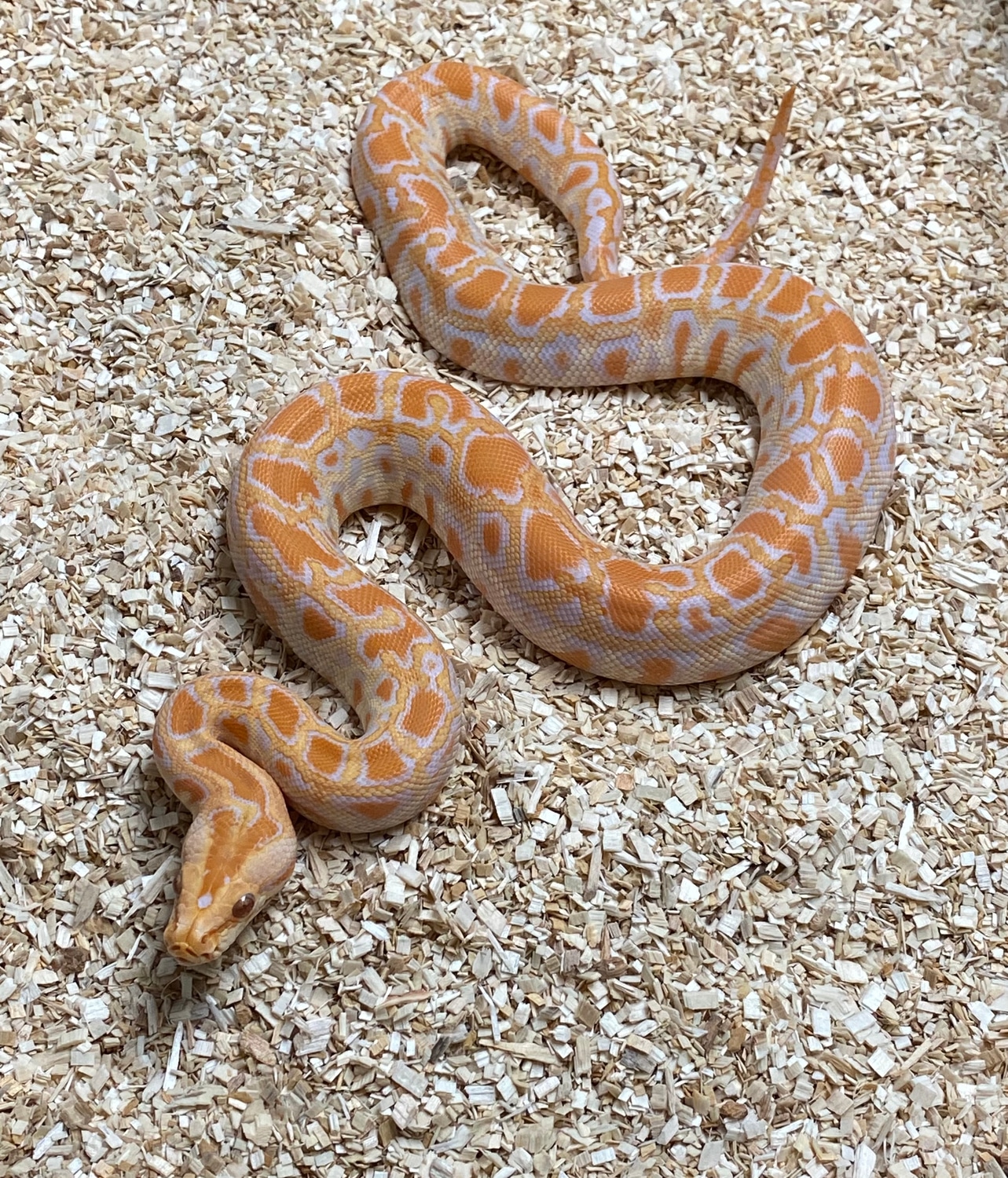 Albino Het. Green Het. Granite Burmese Python by Mountain State Feeder ...