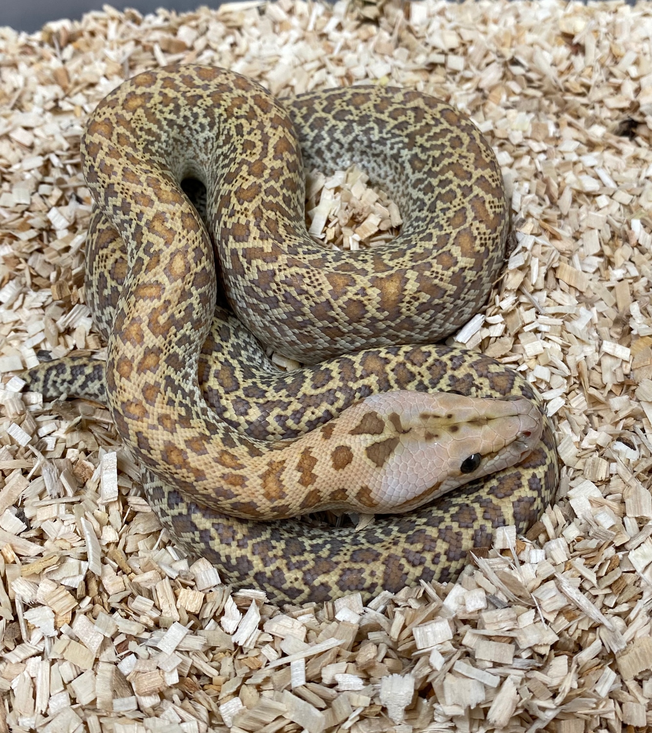 Hypo Granite 100% Het. Albino 50% Het. Green Burmese Python by Mountain ...