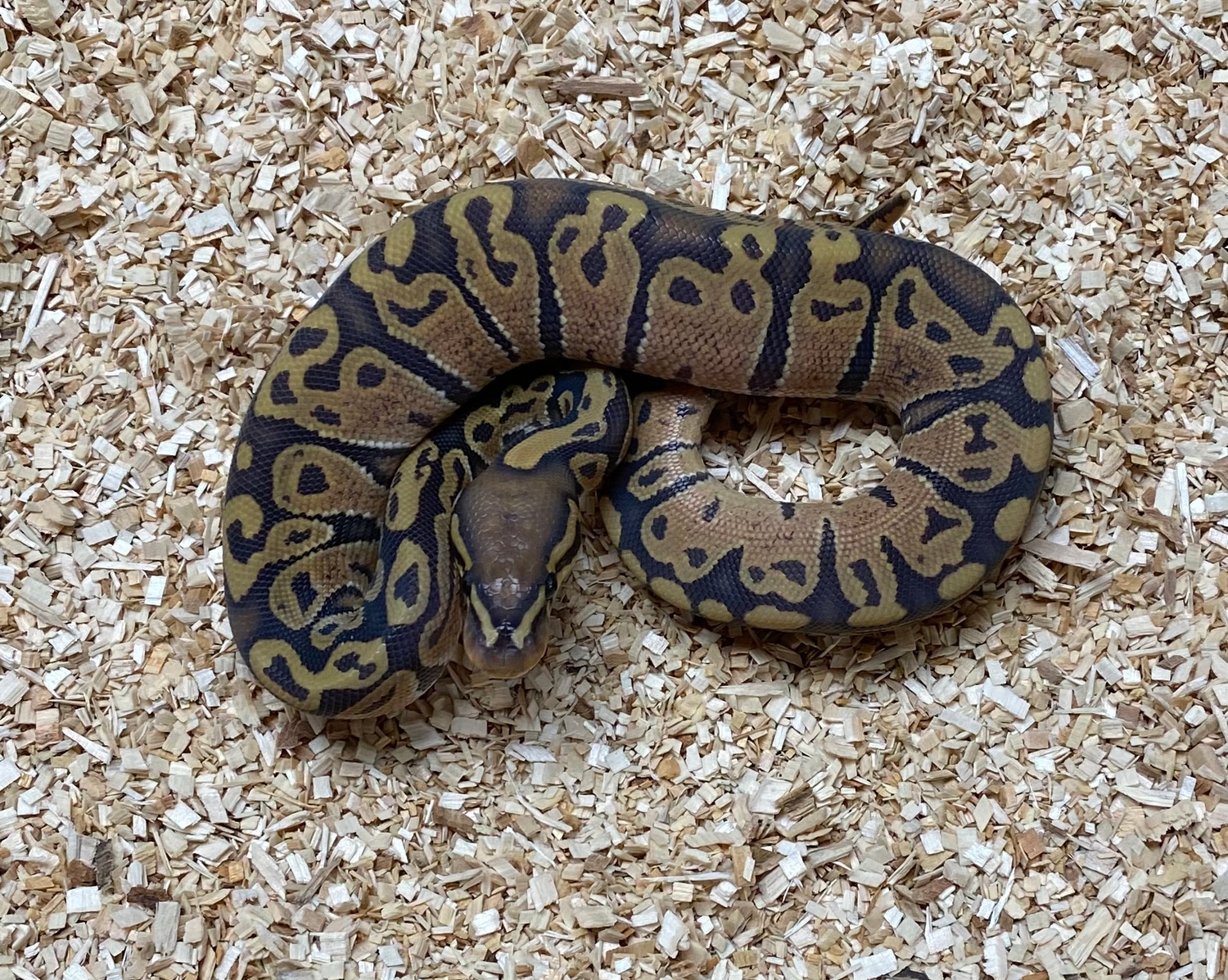 Orange Ghost Ball Python by Mountain State Feeder Breeders - MorphMarket