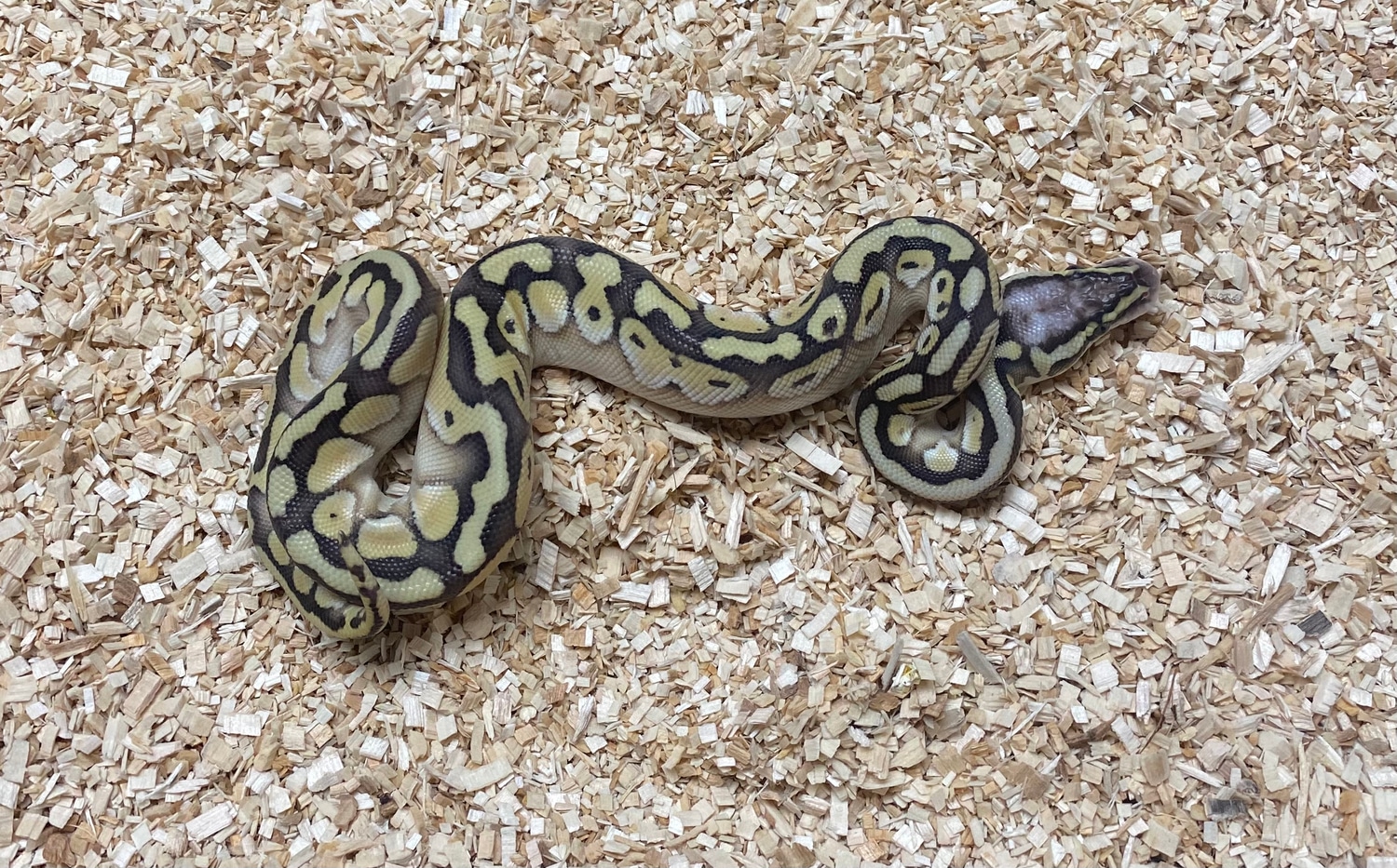 Pastel Lesser Ball Python by Mountain State Feeder Breeders - MorphMarket