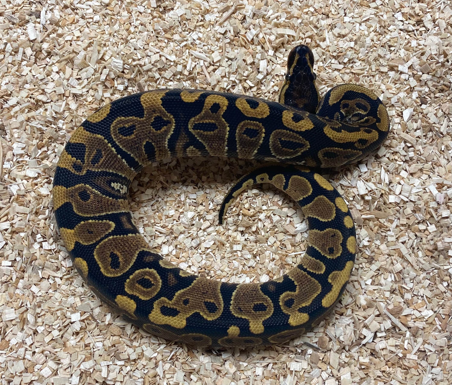 Yellow Belly/Gravel Ball Python by Mountain State Feeder Breeders ...
