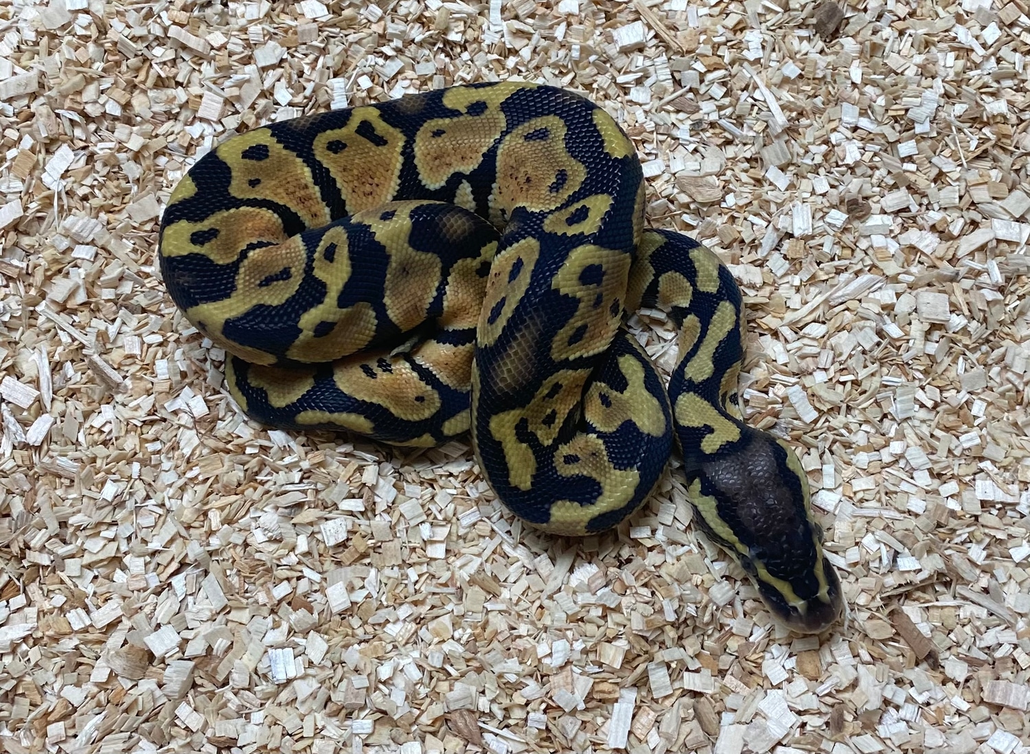 Pastel Het. Orange Ghost Ball Python by Mountain State Feeder Breeders ...