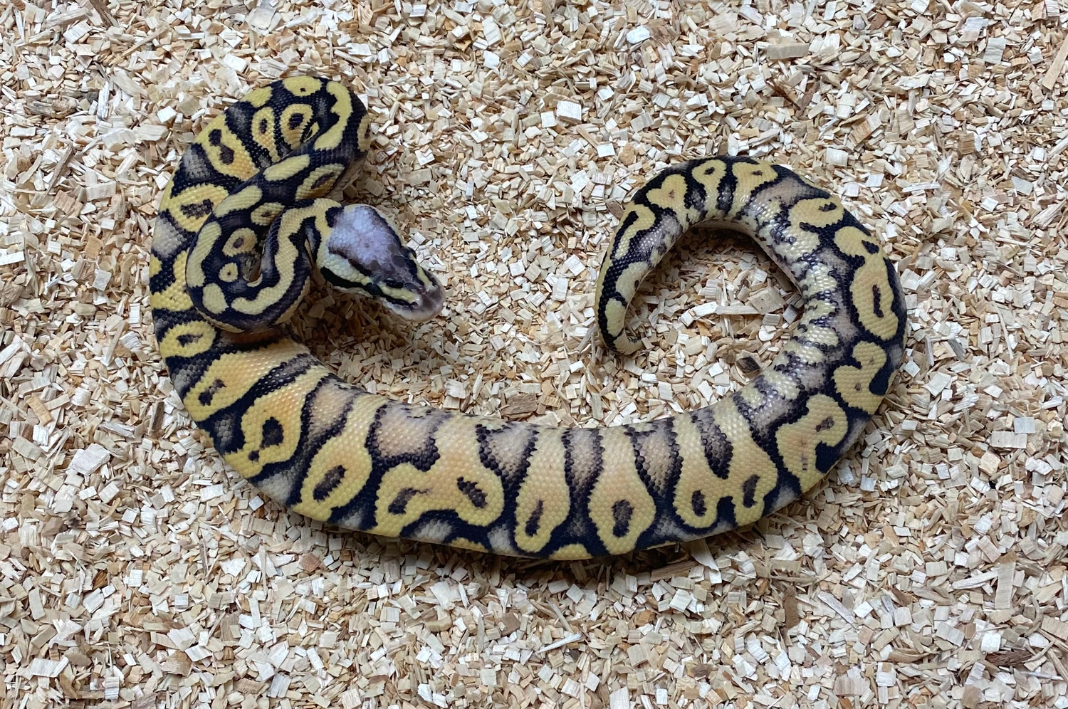 Super Pastel Yellow Belly Ball Python by Mountain State Feeder Breeders ...