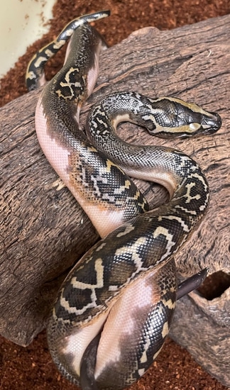 Pied Burmese Burmese Python by Mountain State Feeder Breeders