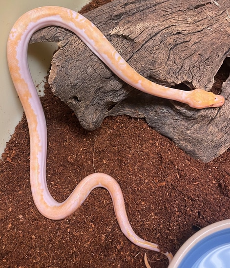 Albino Pied Burmese Burmese Python by Mountain State Feeder Breeders