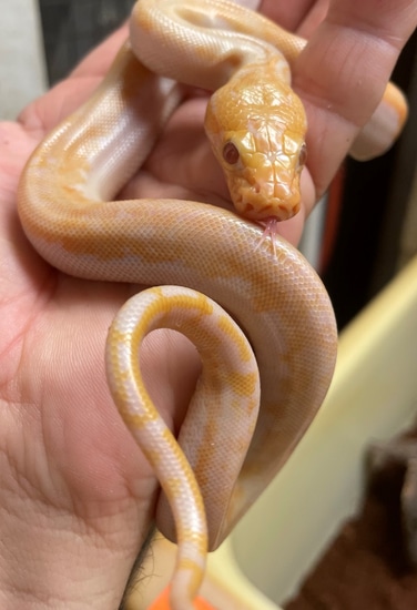 Albino Pied Burmese Burmese Python by Mountain State Feeder Breeders