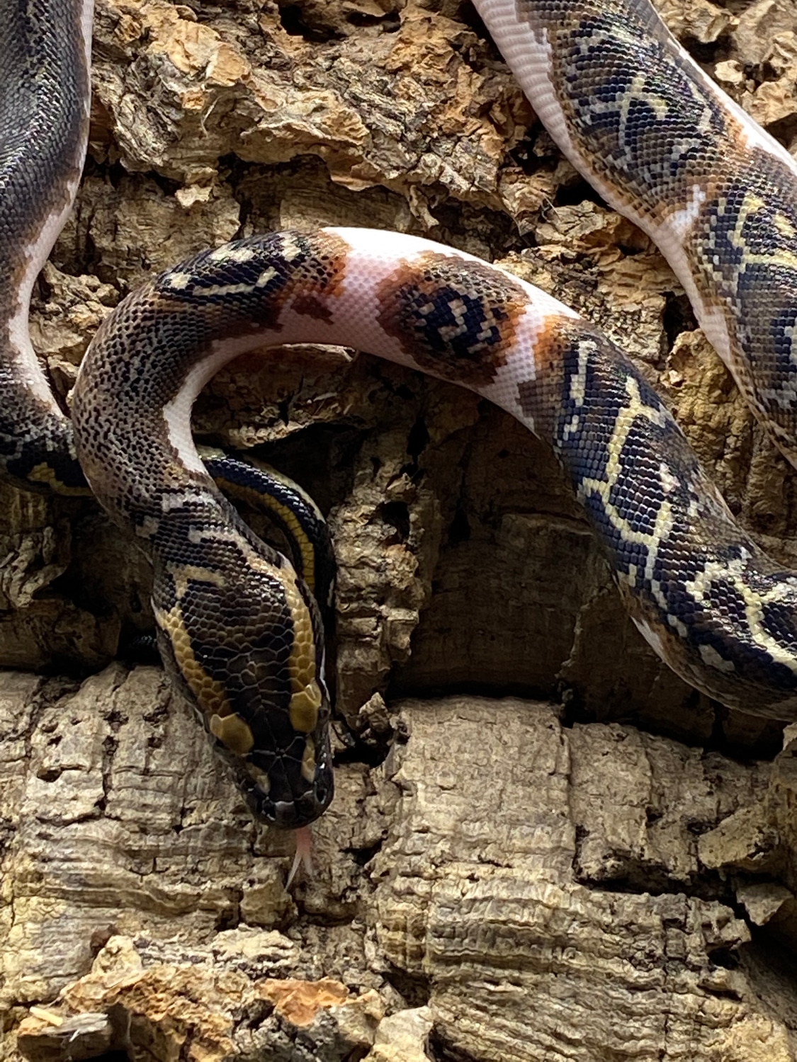 Pied Burmese Python by Mountain State Feeder Breeders - MorphMarket