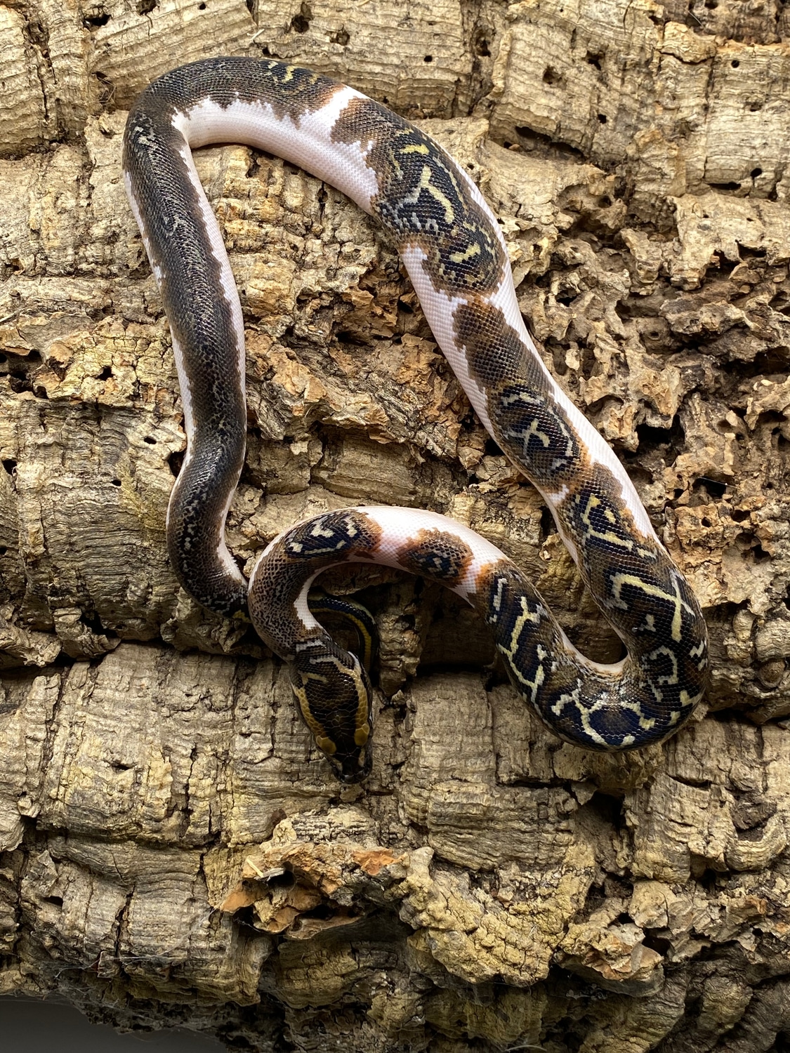 Pied Burmese Python by Mountain State Feeder Breeders - MorphMarket