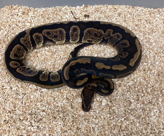 Black Granite Ball Python by Mountain State Feeder Breeders