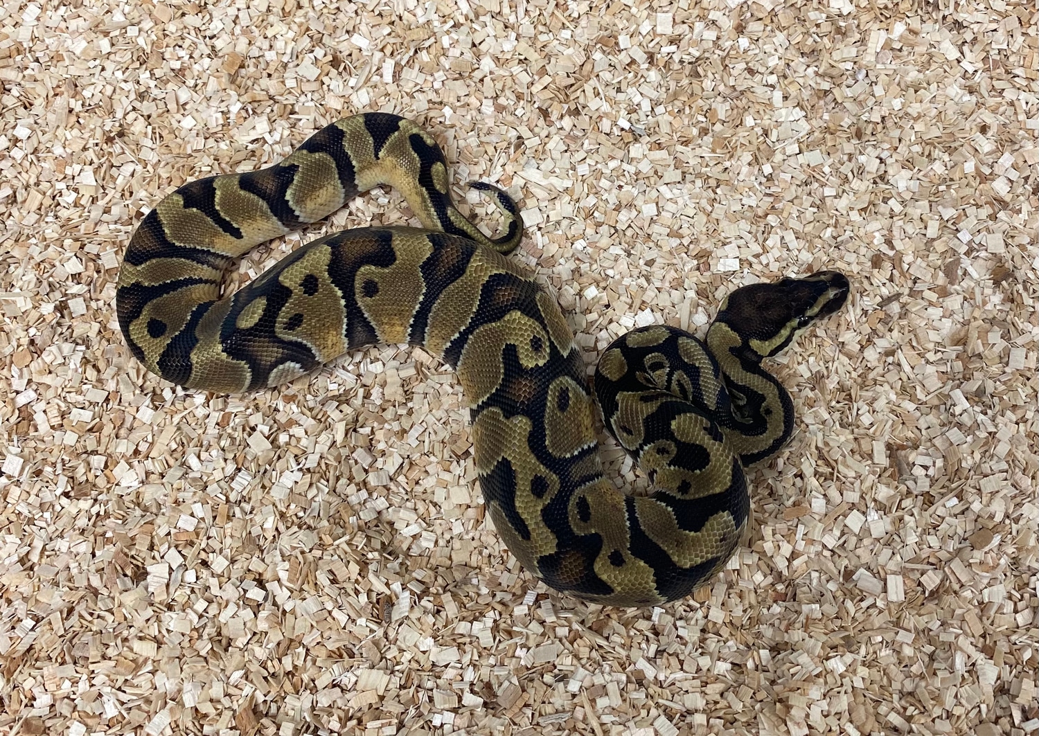 Enchi Het. Axanthic VPI Het. Orange Ghost Pos. Het. Pied Ball Python by ...