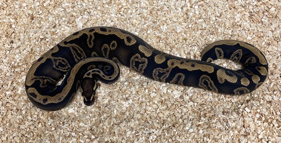 Acid GHI Ball Python by Mountain State Feeder Breeders