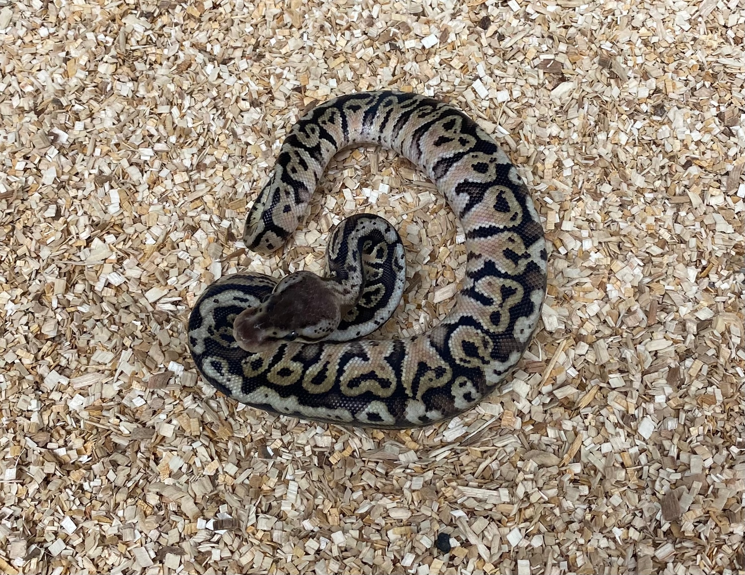 Pastel Hidden Gene Woma Ball Python by Mountain State Feeder Breeders ...