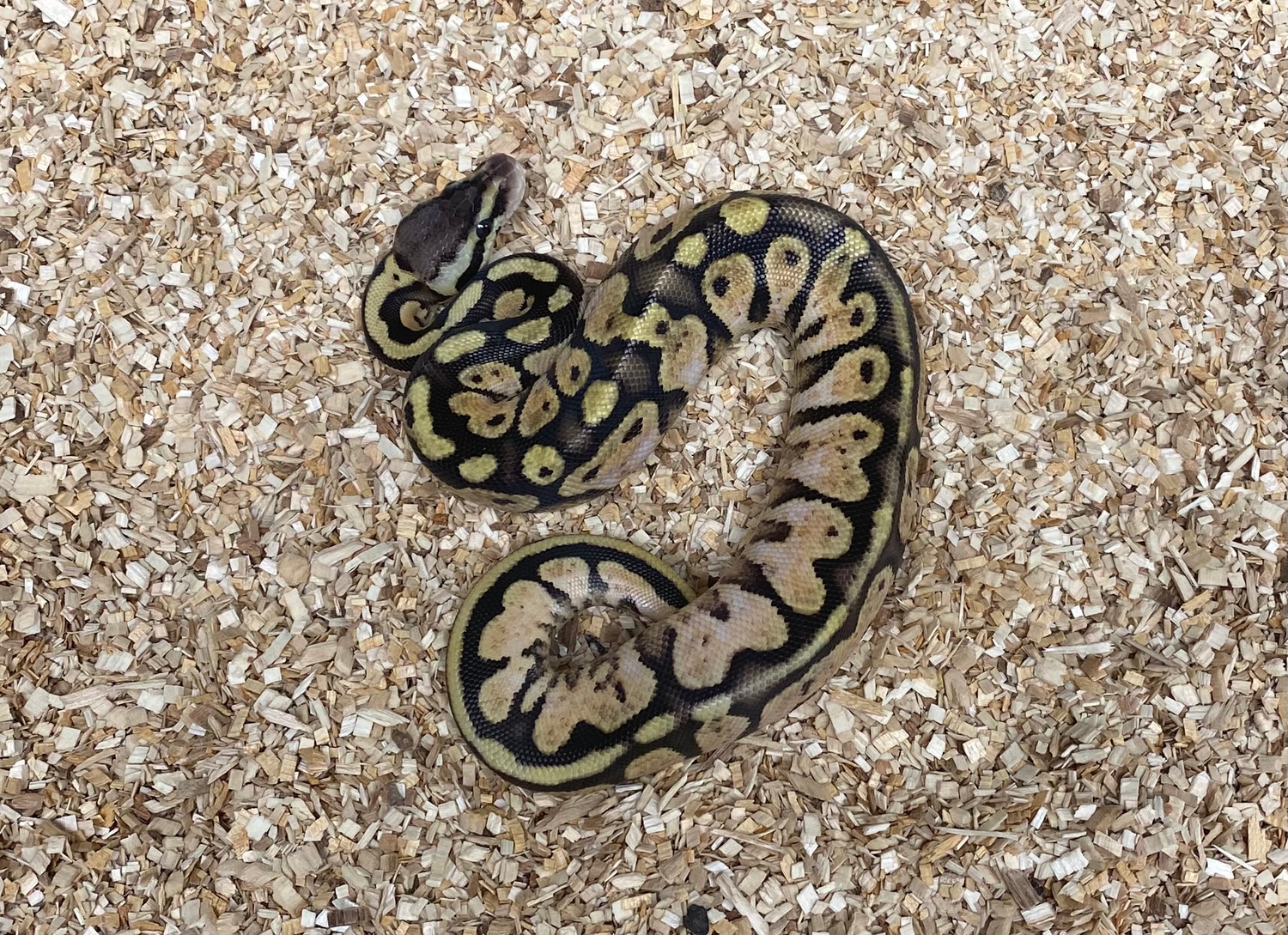 Pastel Calico Ball Python by Mountain State Feeder Breeders - MorphMarket