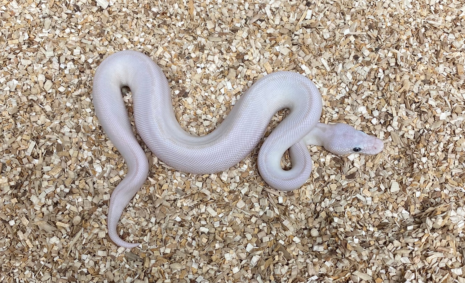 Mojave Lesser Ball Python by Mountain State Feeder Breeders - MorphMarket